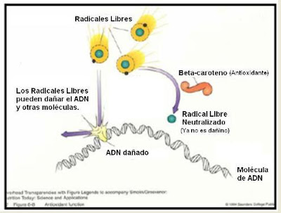 Temas selectos de biofisica: 3.3 Radicales libres.